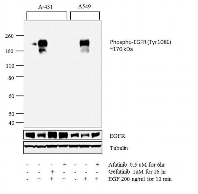 Phospho-EGFR (Tyr1086) Polyclonal Antibody, Invitrogen 100 μL ...
