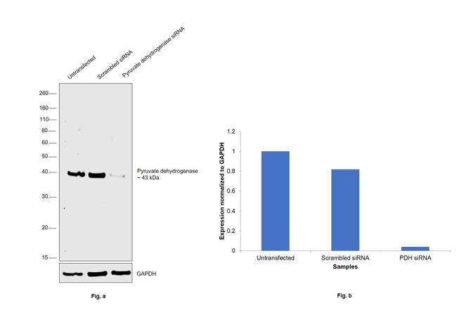 PDHA1 Monoclonal Antibody (9H9AF5), Invitrogen 100 μg; Unconjugated ...