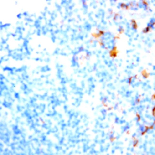 CD26 Monoclonal Antibody (BA5b), Abbomax 100 μg; Unconjugated ...