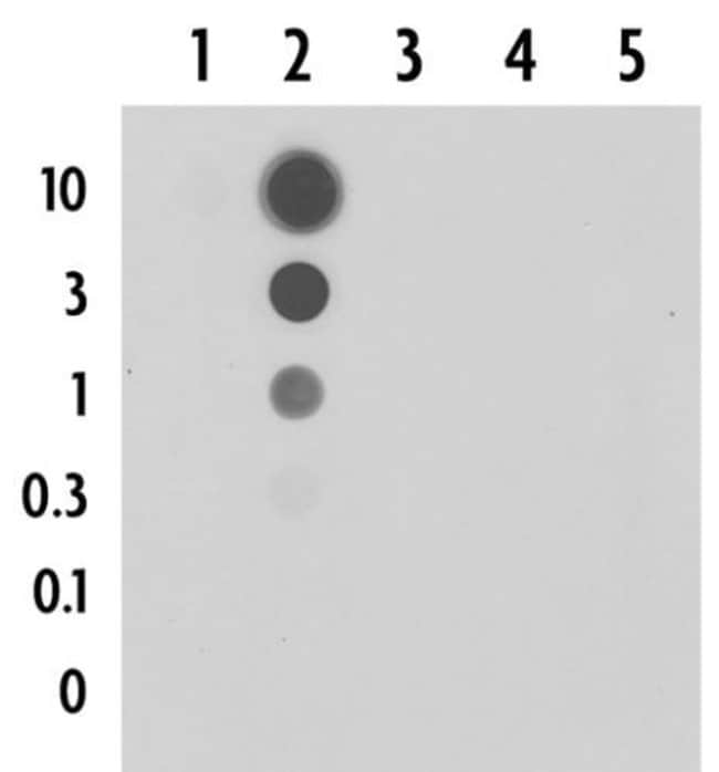 5-Formylcytosine (5-fC) Rabbit anti-Chemical, Unconjugated, Polyclonal, | Fisher Scientific