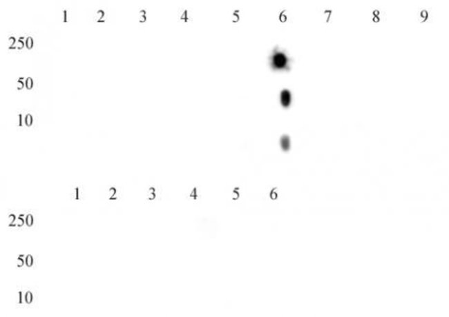 Histone H4K20me2 Mouse anti-Human, Clone: MABI 0422, Active Motif 100 ...