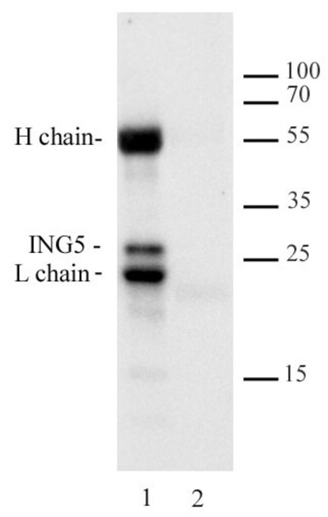 ING5 Monoclonal Antibody (7A11), Active Motif 100 μg; Unconjugated ...