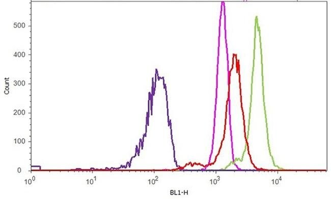 FITC Recombinant Rabbit Monoclonal Antibody (6HC5LC9), Invitrogen 100 ...