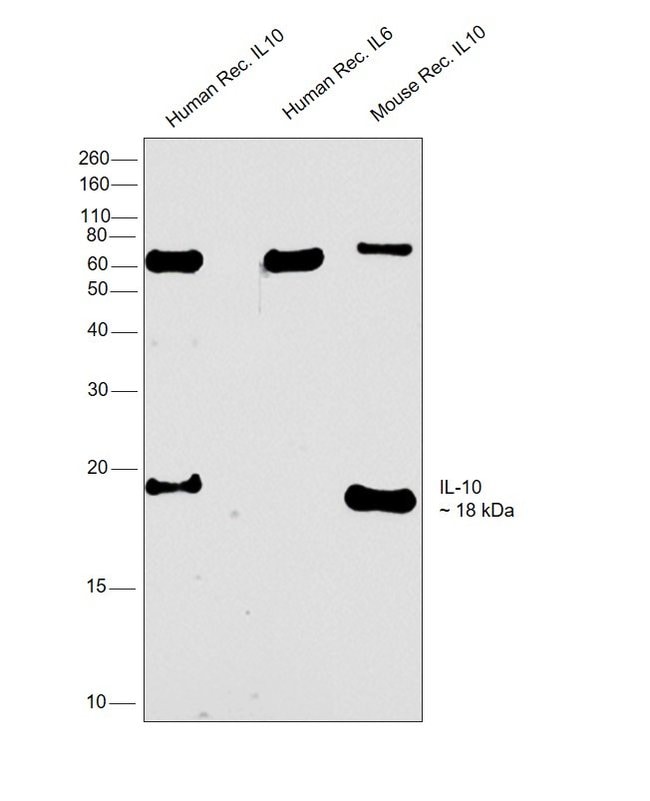 IL-10 Recombinant Rabbit Monoclonal Antibody (1H1L7), Invitrogen™ 100 ...