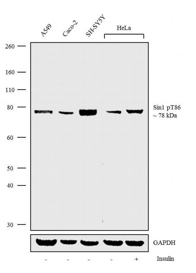Invitrogen Phospho-MAPKAP1 (Thr86) Recombinant Rabbit Monoclonal Antibody | Fisher Scientific