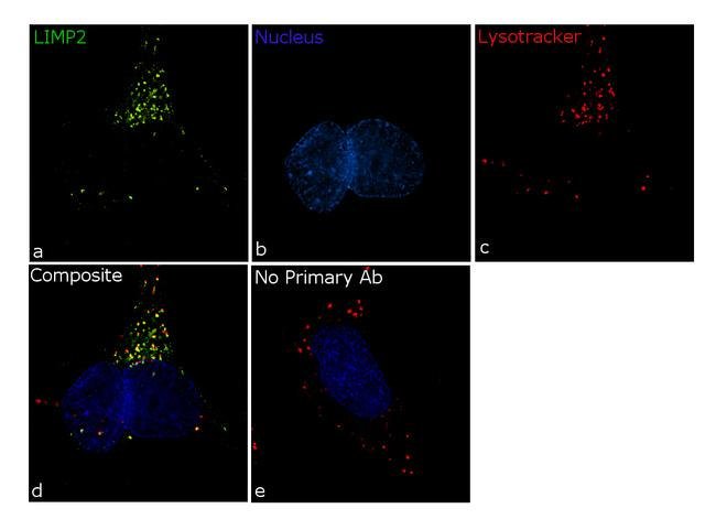 LIMP2 Recombinant Rabbit Monoclonal Antibody (22H6L14), Invitrogen 100 ...