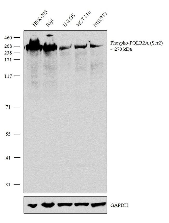Phospho-RNA pol II CTD (Ser2) Rabbit anti-Human, Mouse, Clone: 7H23L1 ...