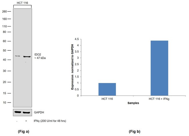 IDO2 Recombinant Rabbit Monoclonal Antibody (18H28L8), Invitrogen 100 ...