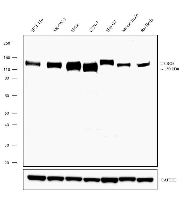 TYRO3 Recombinant Rabbit Monoclonal Antibody (14H68L59), Invitrogen ...