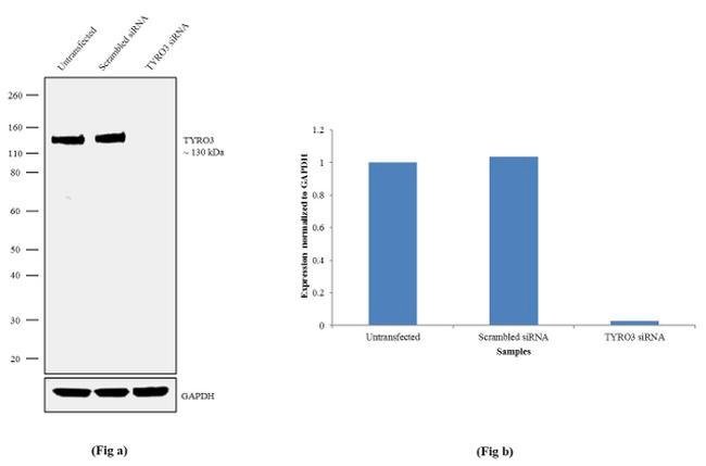 TYRO3 Recombinant Rabbit Monoclonal Antibody (14H68L59), Invitrogen ...
