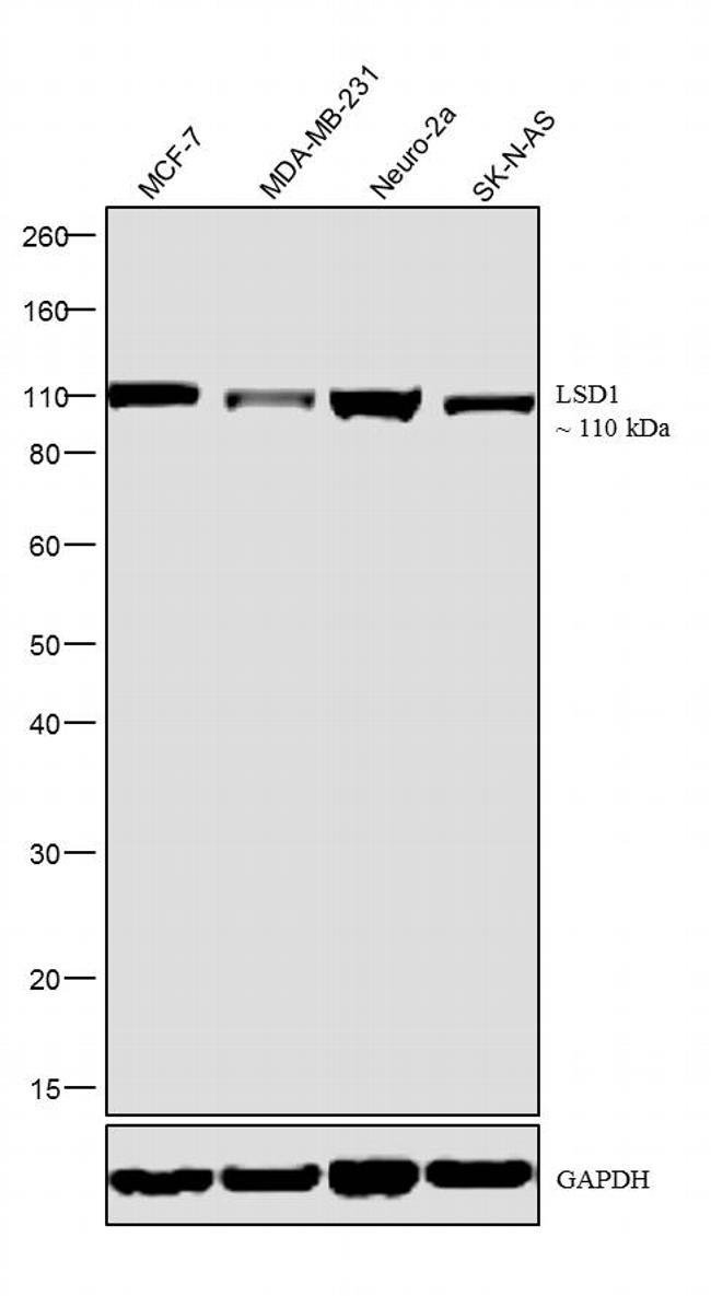 LSD1 Recombinant Rabbit Monoclonal Antibody (3H8L63), Invitrogen 100 μg ...