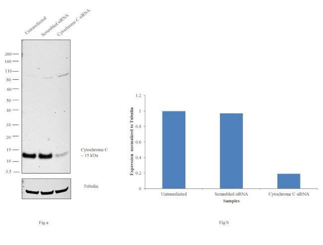 Cytochrome C Recombinant Polyclonal Antibody (4HCLC), Invitrogen 100 μg ...