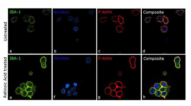 IBA1 Rabbit anti-Human, Invitrogen 100 μg; Unconjugated:Antibodies ...