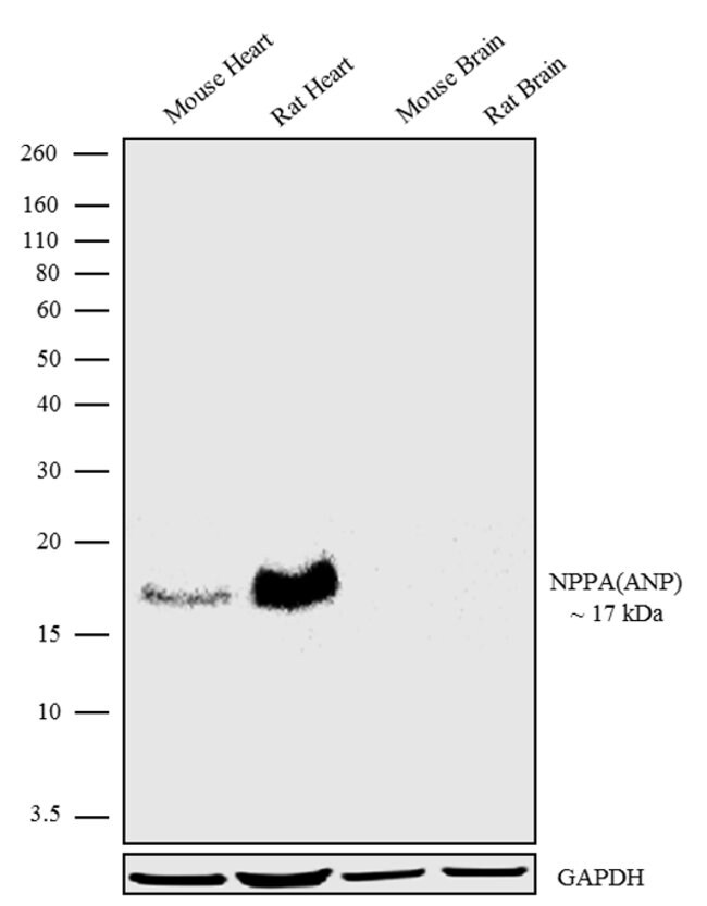 ANP Recombinant Polyclonal Antibody (17 HCLC), Invitrogen 100 μg ...