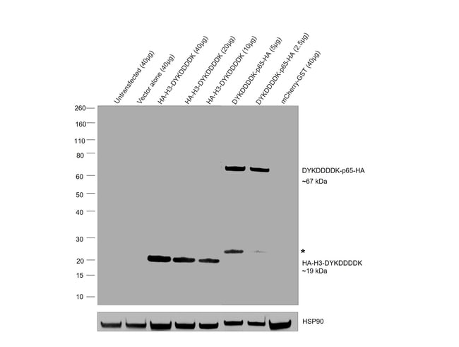 Invitrogen HA Tag Recombinant Mouse Monoclonal Antibody (2-2.2.14 ...