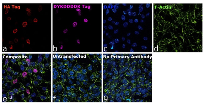 Invitrogen HA Tag Recombinant Mouse Monoclonal Antibody (2-2.2.14 ...