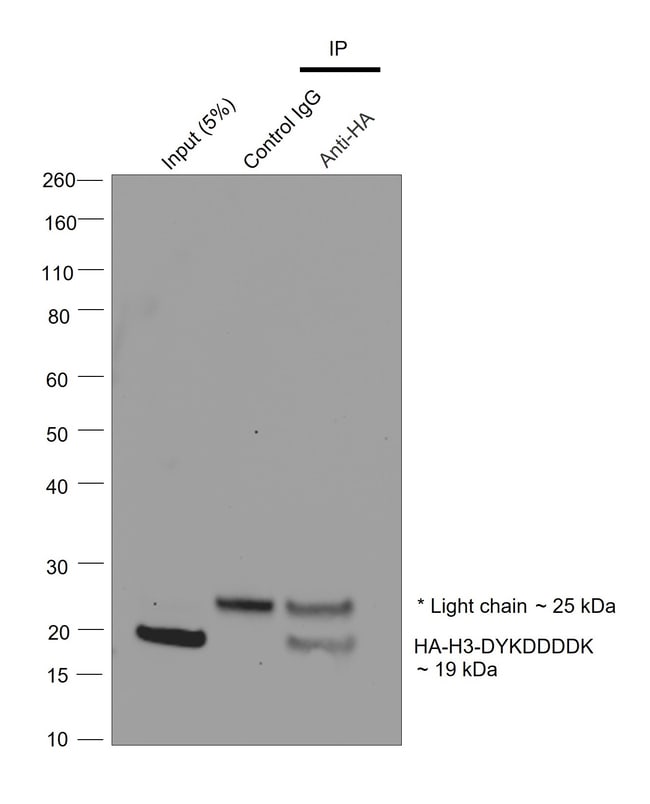 Invitrogen HA Tag Recombinant Mouse Monoclonal Antibody (2-2.2.14 ...