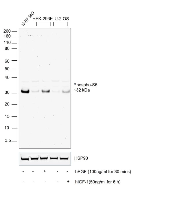 Invitrogen Phospho-S6 (Ser235, Ser236) Recombinant Mouse Monoclonal Antibody | Fisher Scientific