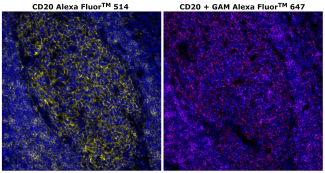 Invitrogen CD20 Monoclonal Antibody (L26), Alexa Fluor 514 500 μL ...