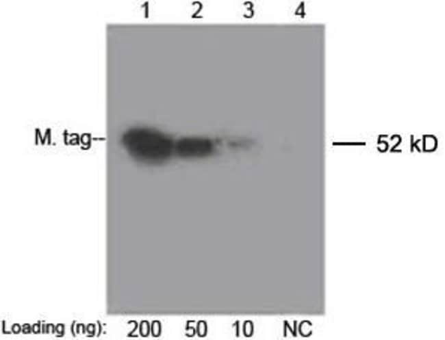 c-Myc Mouse, Biotin, Clone: 2G8D5, THE , GenScript 200 μg; Biotin ...