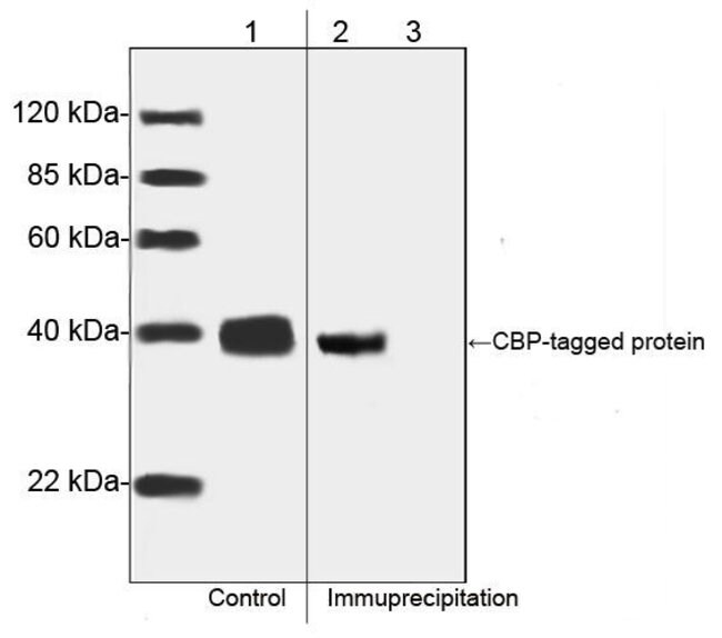 CBP Tag Mouse, Clone: 1D11E5, GenScript 40 μg; Unconjugated:Antibodies ...