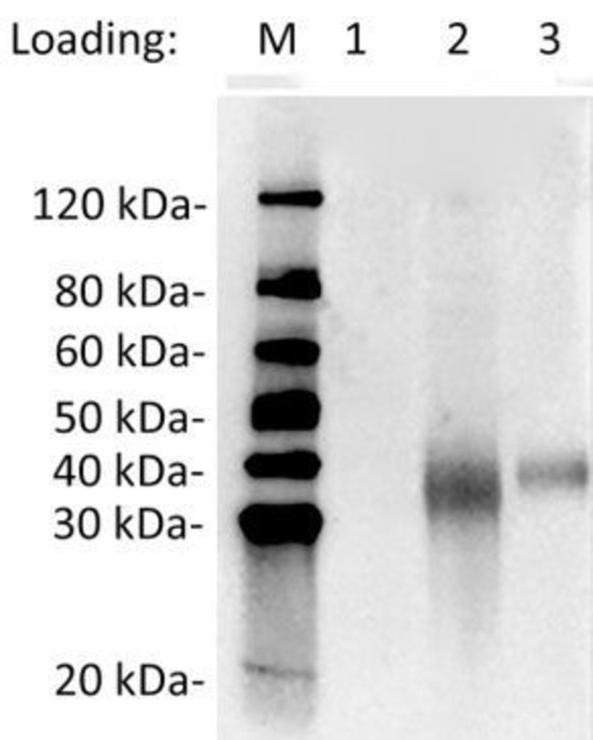 SARS-CoV-2 Neutralizing Monoclonal Antibody (4G6), MonoRab , GenScript ...