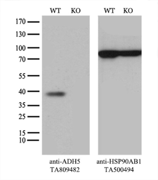 ADH5 Monoclonal Antibody (OTI4D4), TrueMAB™, OriGene 30 μL ...