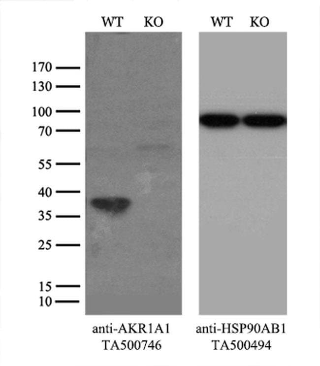 AKR1A1 Mouse anti-Human, Clone: OTI4G2, liquid, TrueMAB™ 100 μL ...