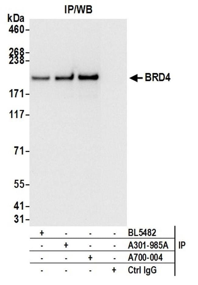 BRD4 Recombinant Rabbit Monoclonal Antibody (BL-149-2H5), Bethyl ...
