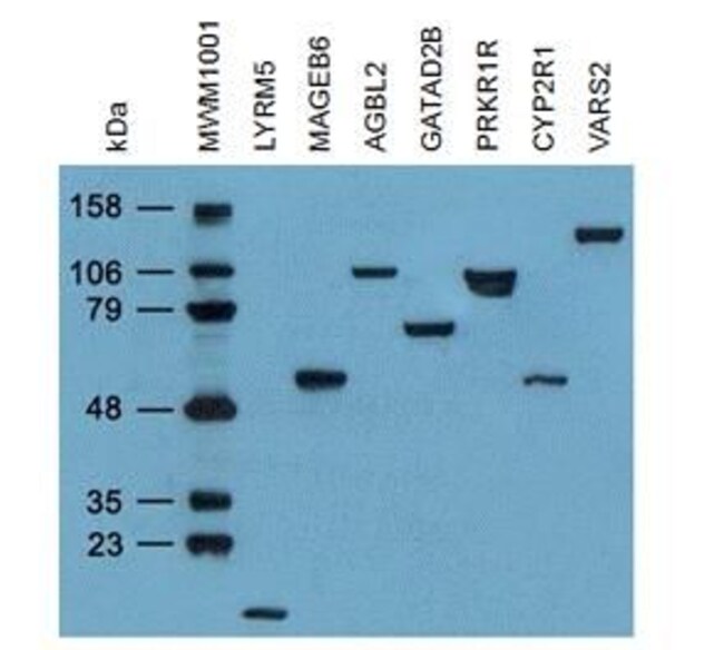 DDK (FLAG) Mouse anti-Tag, Clone: OTI4C5 (formerly 4C5), Origene 100 μg ...