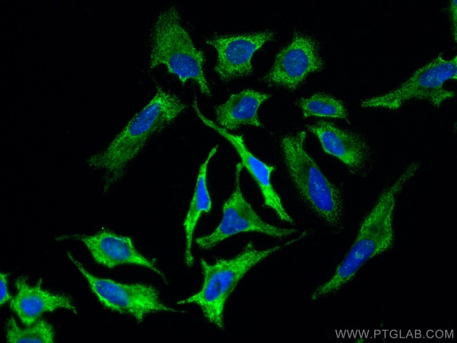 GRB2 Monoclonal Antibody (1C5D11), CoraLite488, Proteintech 100 μL ...