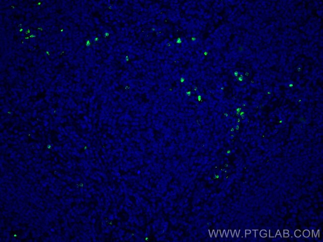 PRTN3 Monoclonal Antibody (2D1B8), CoraLite488, Proteintech 100 μL ...