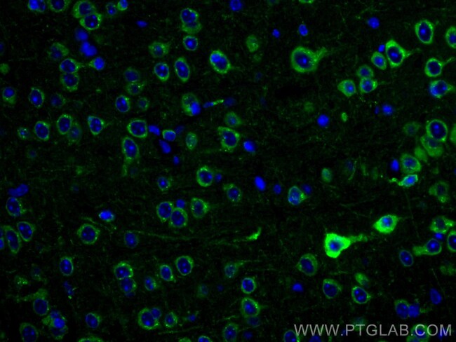 Alpha SNAP Monoclonal Antibody (1E2A2), CoraLite488, Proteintech 100 μL ...