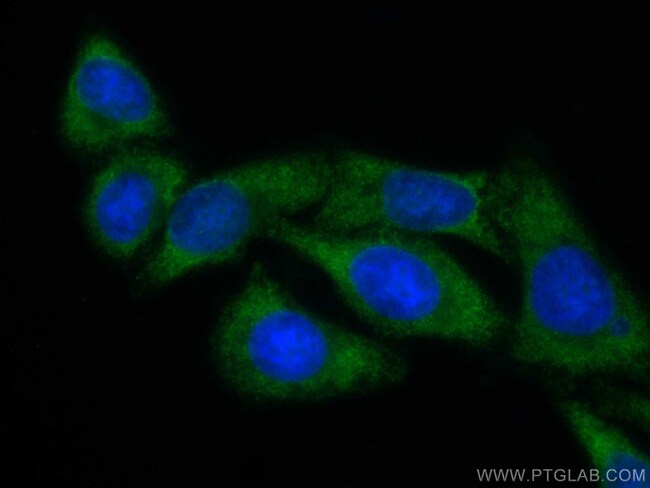 RPS14 Monoclonal Antibody (3D5H5), CoraLite488, Proteintech 100 μL ...