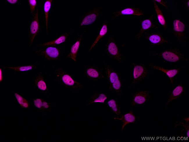 PI3 Kinase p110 Beta Monoclonal Antibody (1B2A1), CoraLite594 ...