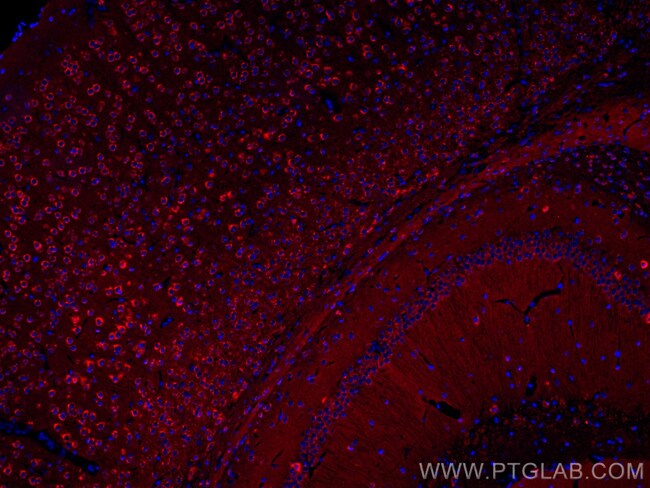 Alpha SNAP Monoclonal Antibody (1E2A2), CoraLite594, Proteintech 100 μL ...