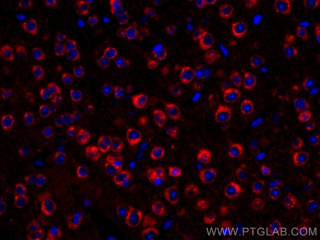 Alpha SNAP Monoclonal Antibody (1E2A2), CoraLite594, Proteintech 100 μL ...