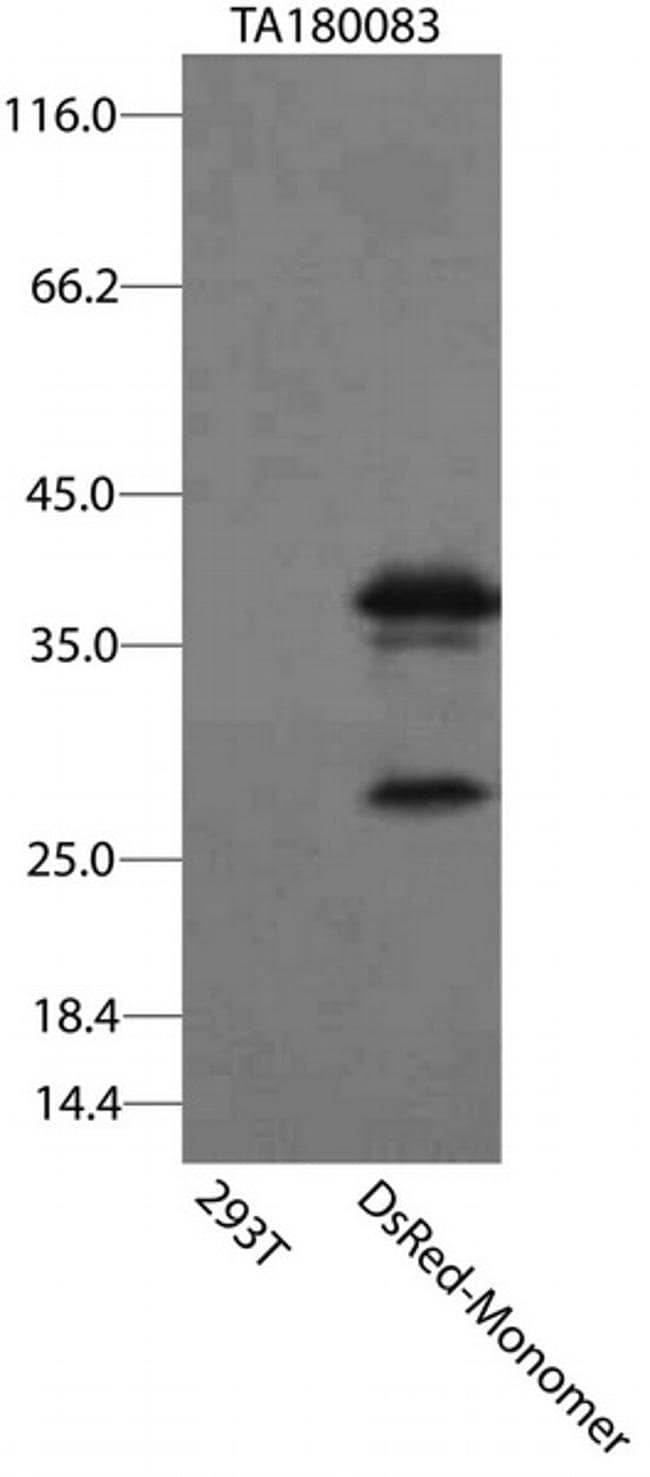 DsRed-Monomer Mouse anti-Tag, Clone: OTI4C7, TrueMAB , Origene 30 μL ...