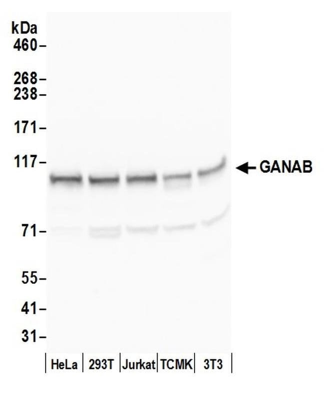GANAB/Glucosidase II Subunit alpha, Polyclonal, Bethyl Laboratories ...