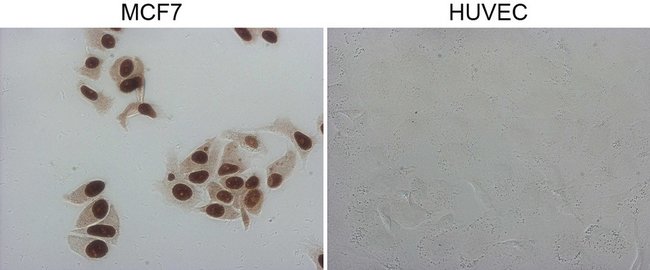GATA3 Mouse anti-Human, Clone: OTI10G7, TrueMAB™, Origene 30 μL ...