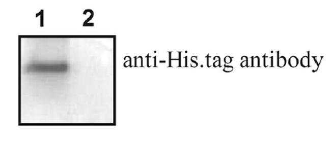 His Tag Mouse anti-Tag, Clone: OTI2B5, lyophilized, TrueMAB 400 μg ...