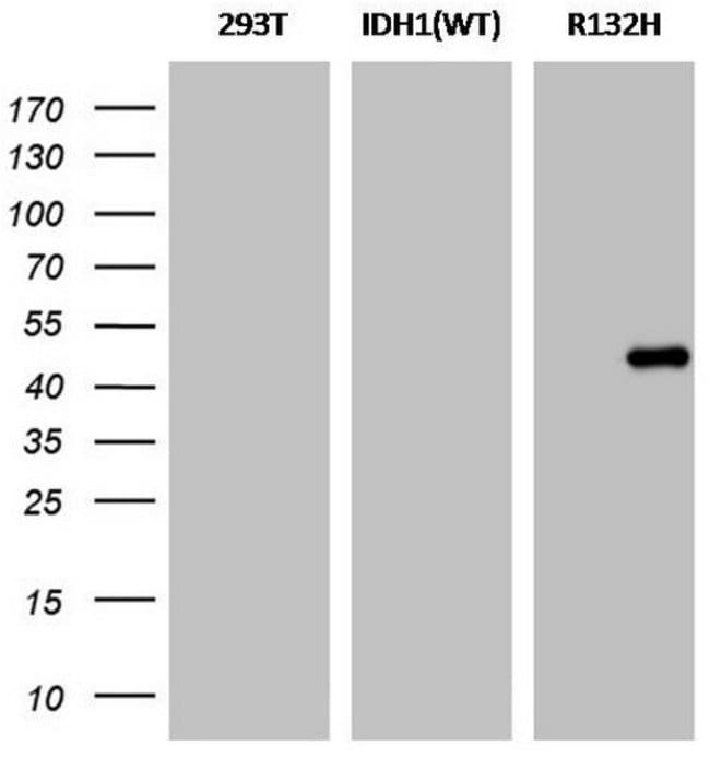 IDH1 (mutant R132H) Rat anti-Human, Clone: OTI3E12, lyophilized ...