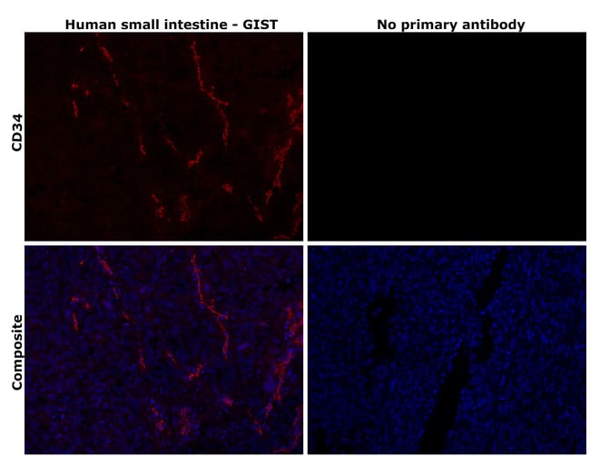 Invitrogen CD34 Monoclonal Antibody (QBEND/10) 100 μg; Unconjugated:Antibodies, | Fisher Scientific