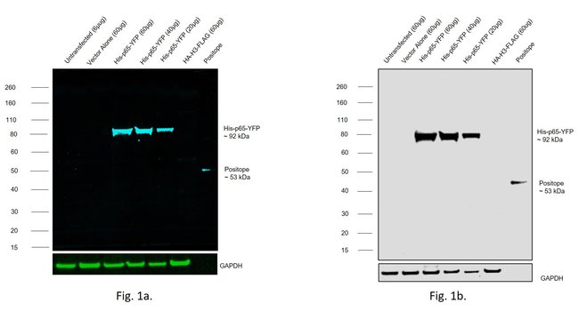 Invitrogen 6x-His Tag Monoclonal Antibody (HIS.H8), DyLight 488 50 μL ...