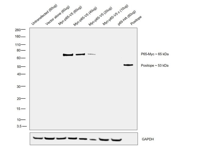 Invitrogen Myc Tag Monoclonal Antibody (Myc.A7), Biotin 50 μL; Biotin ...