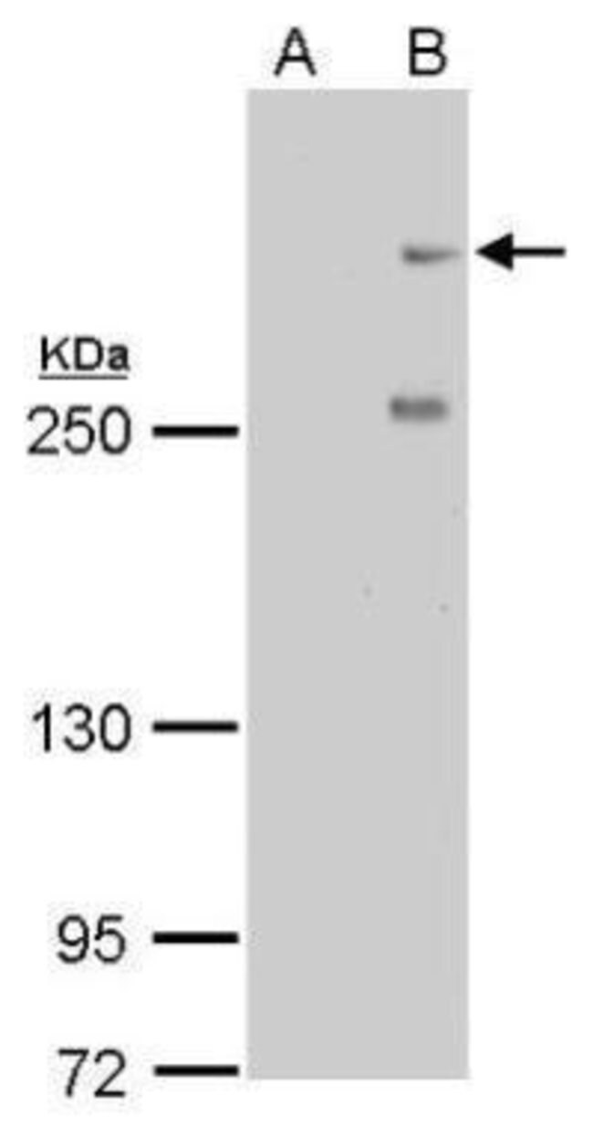 Invitrogen CENPF Monoclonal Antibody (14C10 1D8) 100 μL; Unconjugated ...