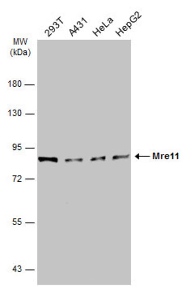 Invitrogen MRE11 Monoclonal Antibody (12D7) 100 μL; Unconjugated ...