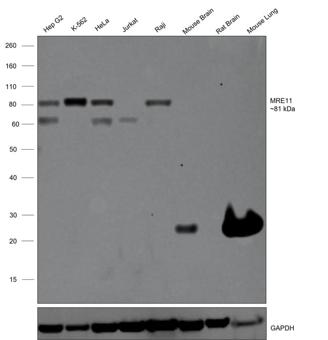 Invitrogen MRE11 Monoclonal Antibody (12D7) 100 μL; Unconjugated ...