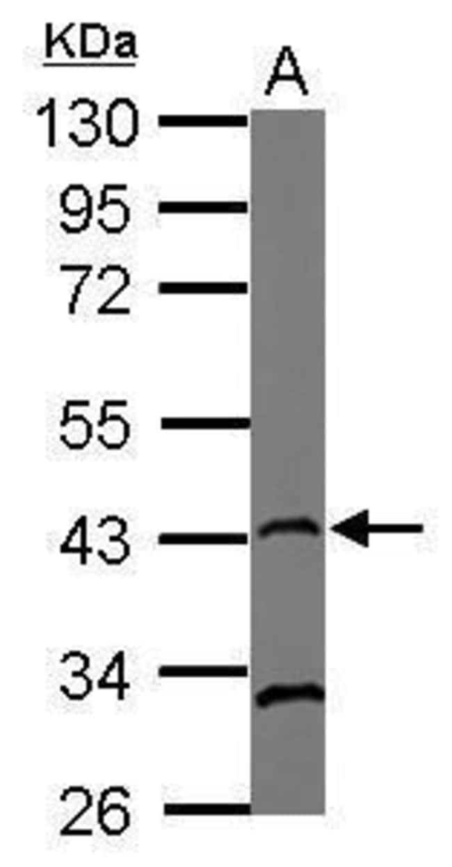 Invitrogen RAD51 Monoclonal Antibody (13E4) 100 μL; Unconjugated ...