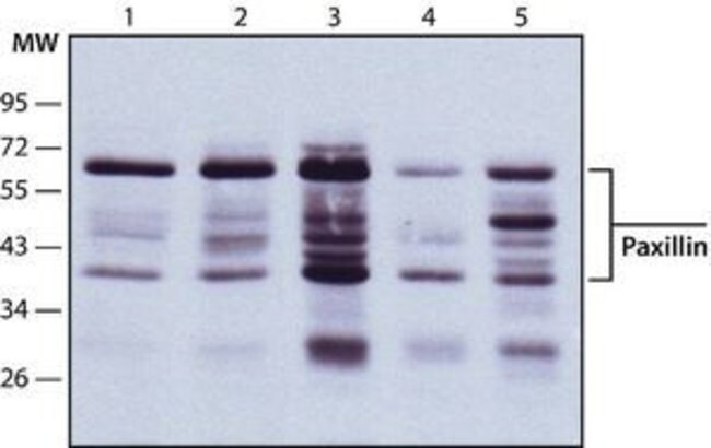 Invitrogen Paxillin Monoclonal Antibody (PXC-10) 100 μL; Unconjugated ...